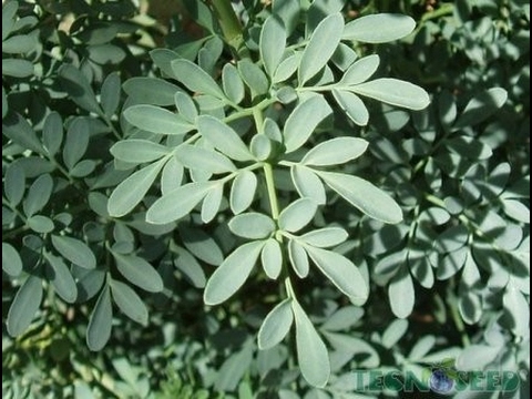 Arruda e seus poderes “Mágicos” - Portal Tio Sam